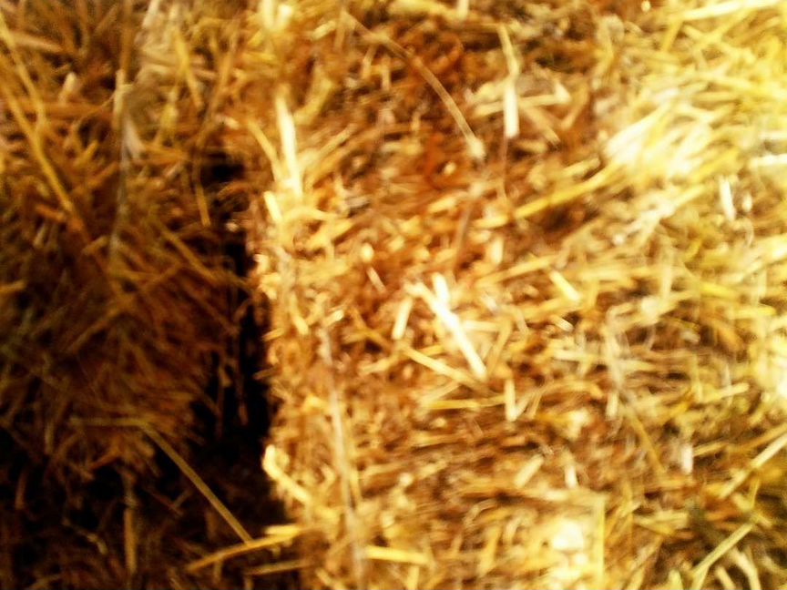 Корма для животных