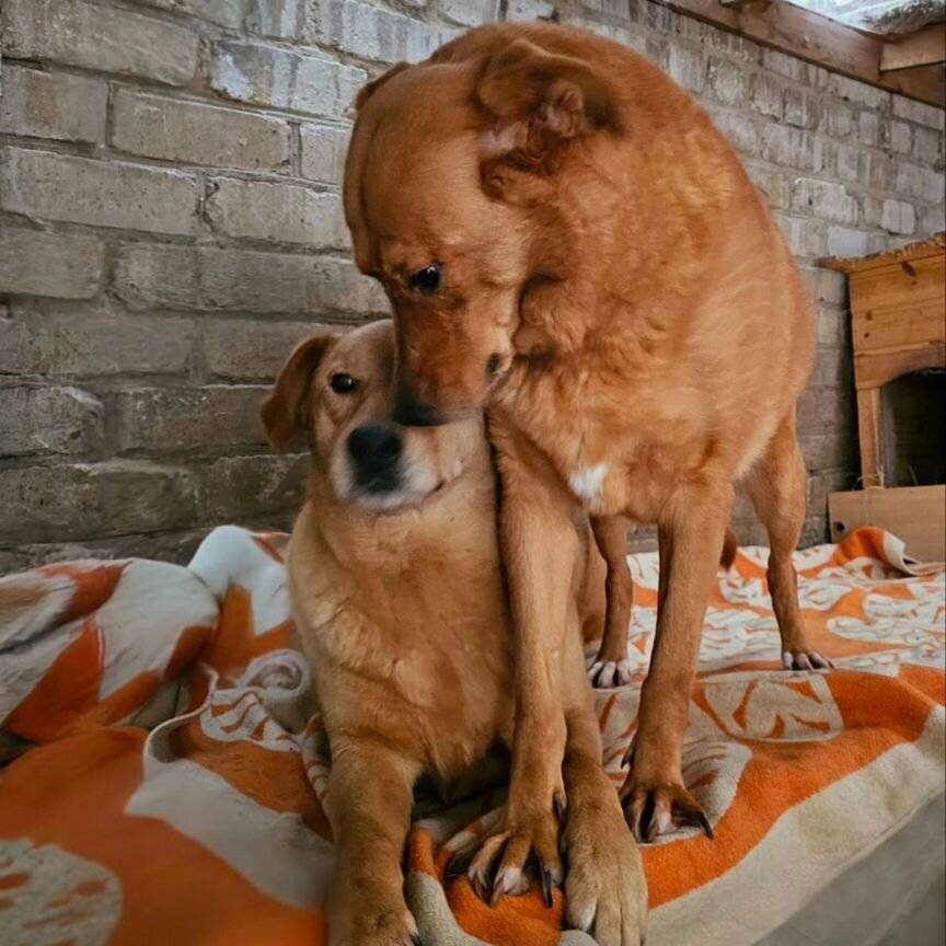 Собака в добрые руки