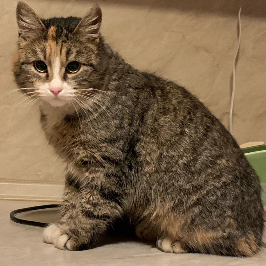 Взрослая, Девочка кошка в добрые руки