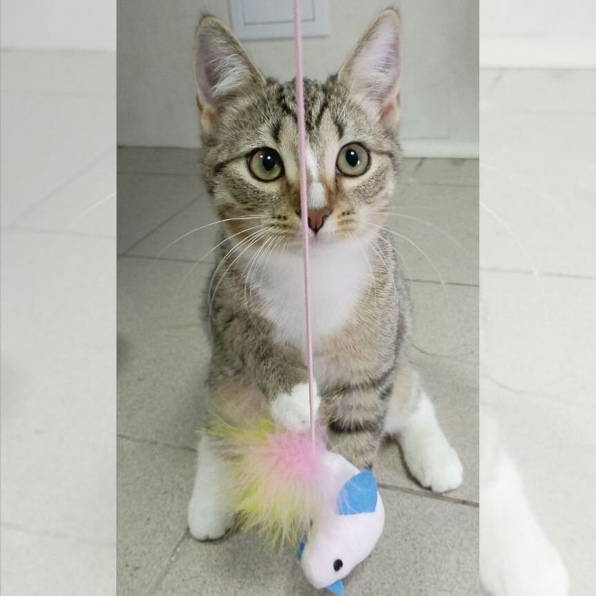 Котенок с кисточками на ушках