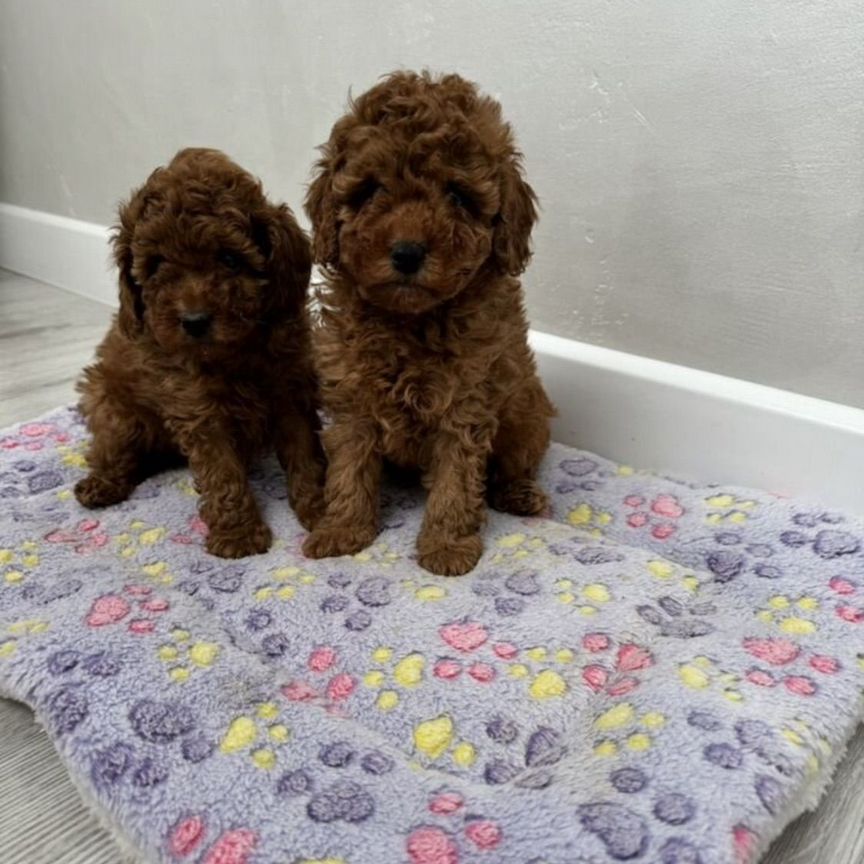 Щенки той пуделя