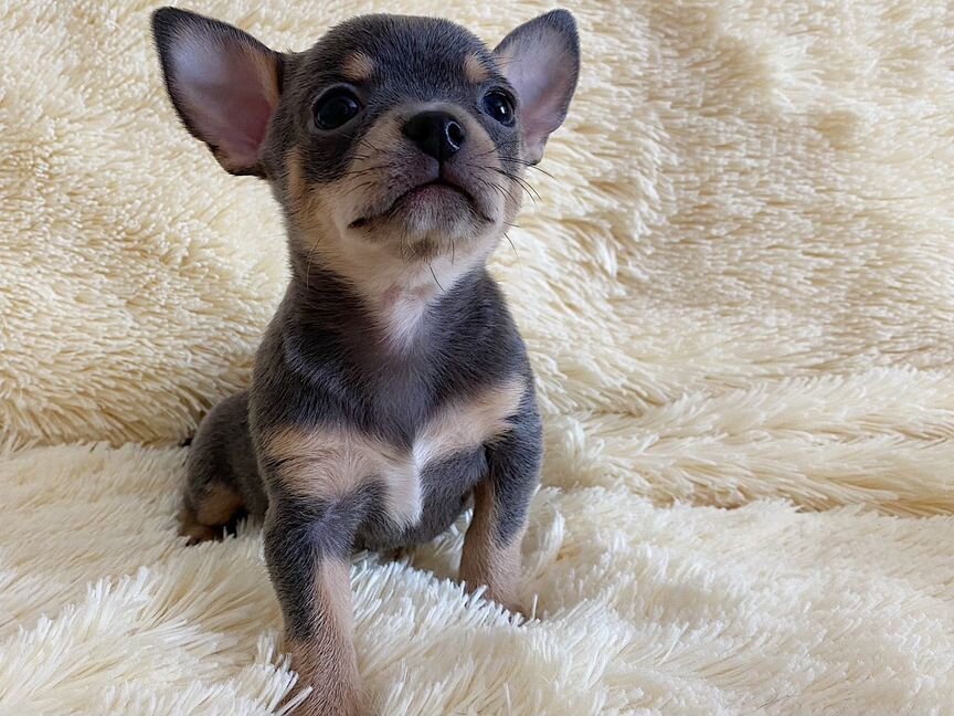 Щенки чихуахуа