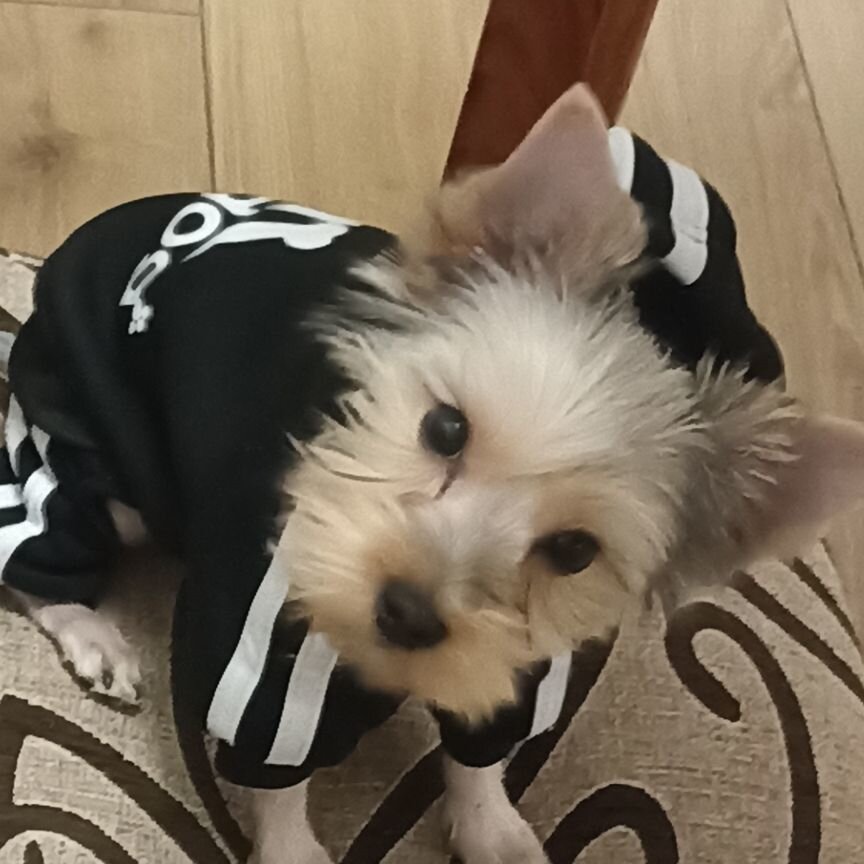 Йоркширский терьер мини щенки