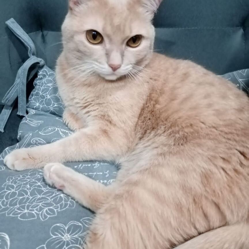 Кошки