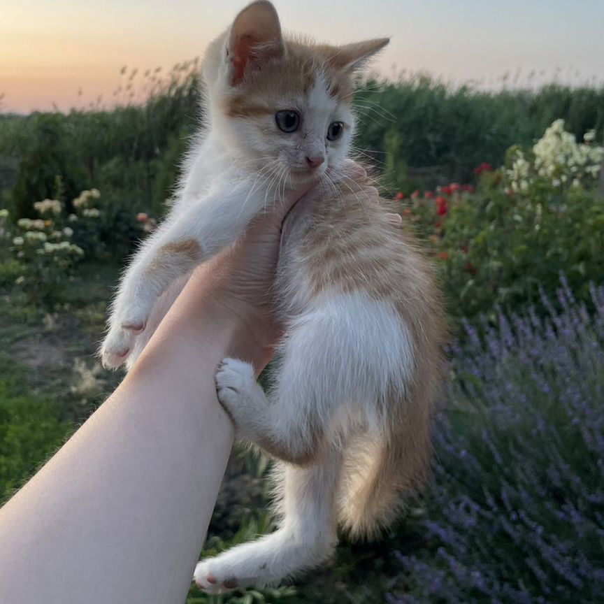 Отдаем котенка (мальчика) в хорошие руки