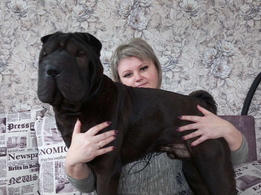 Шарпей вязка
