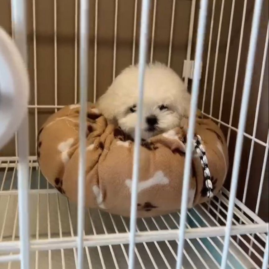 Щенки бишон фризе