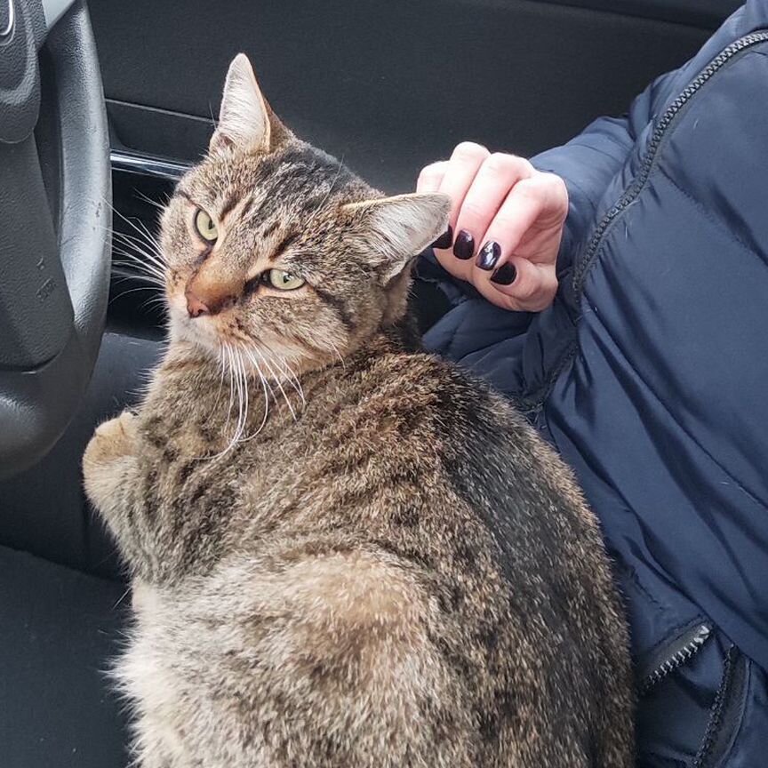 Взрослый кот в добрые руки