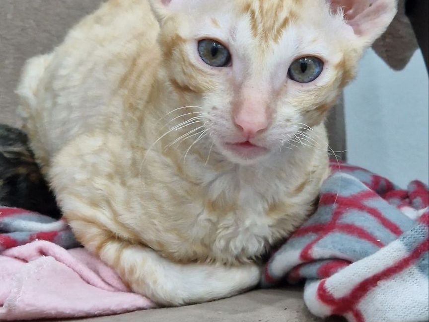 Котята корниш-рекс