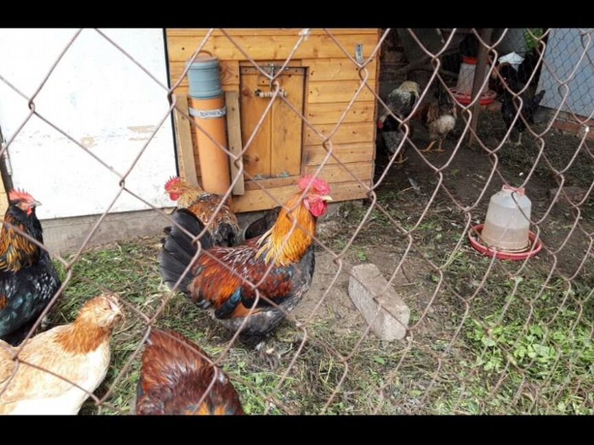 Петухи билефельдеры и мораны