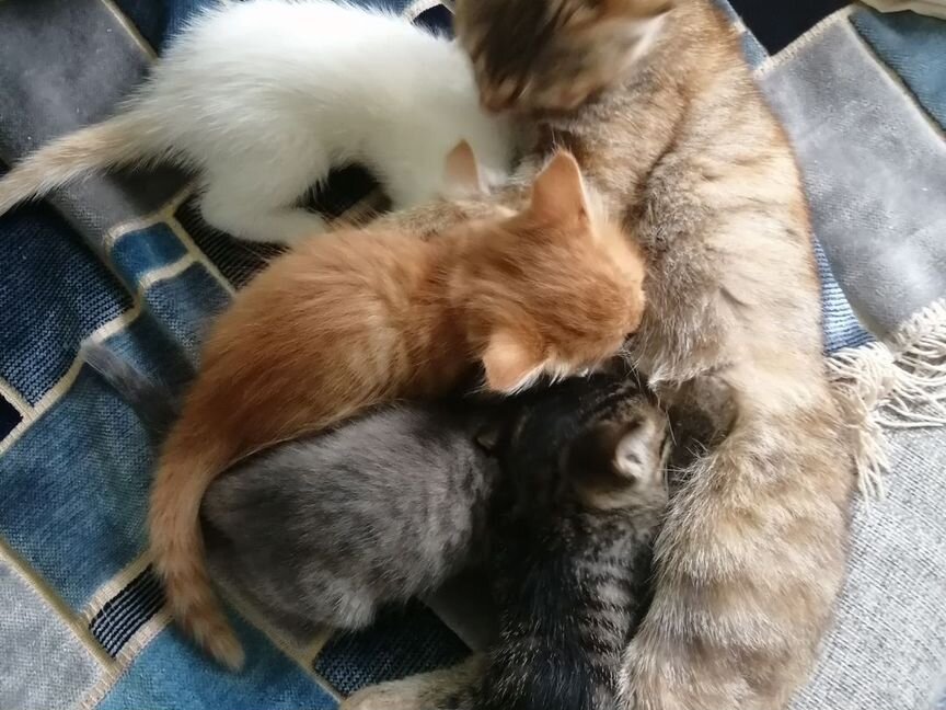 Отдам в добрые руки котят