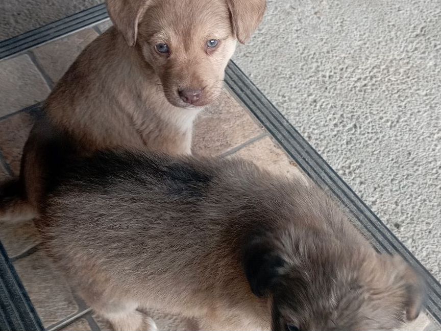 Звонки щенки