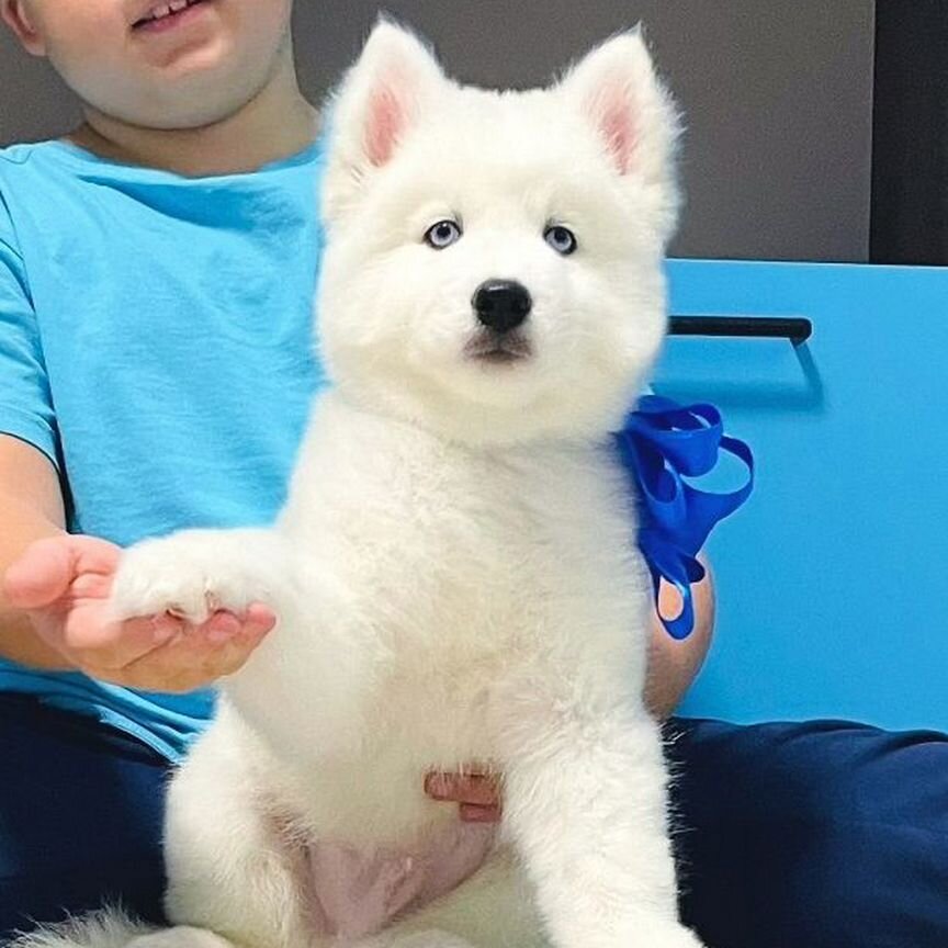 Красивейшие малыши сибирские хаски с документами и