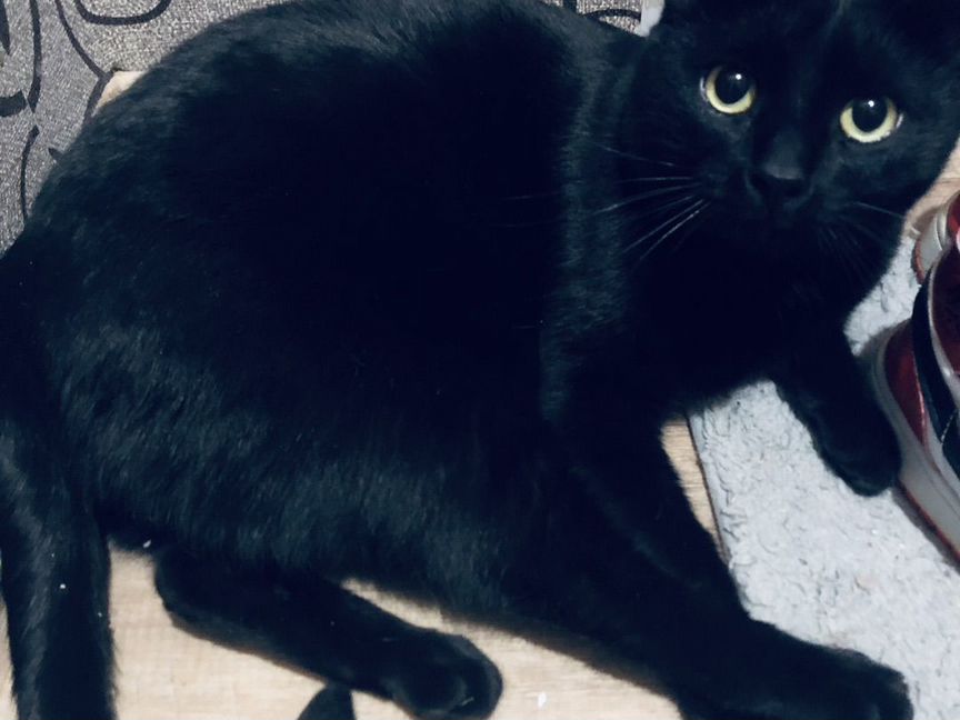 Кот Ричи, бесплатно