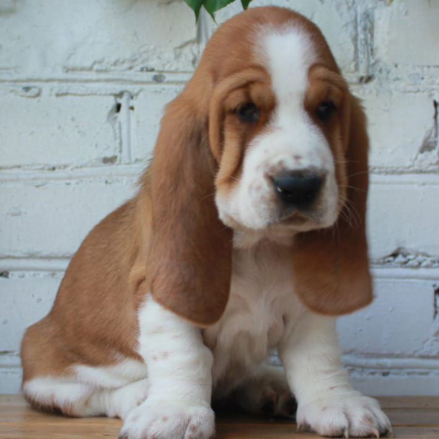 Щенки бассет хаунда