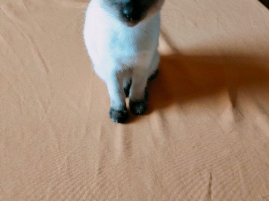 Кошка меконгский бобтейл