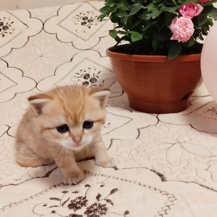 Британская золотая шиншилла мальчик