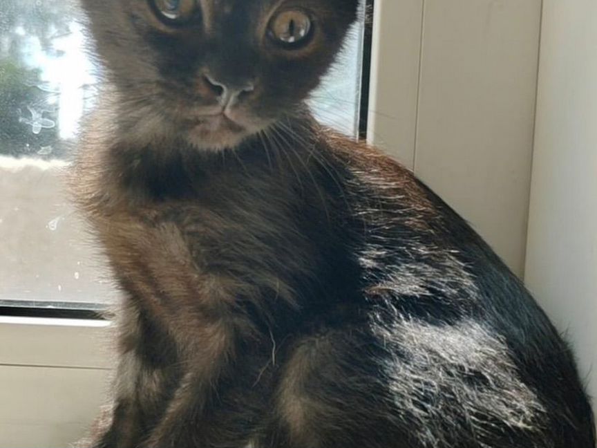 Бесплатно котенок ищет дом