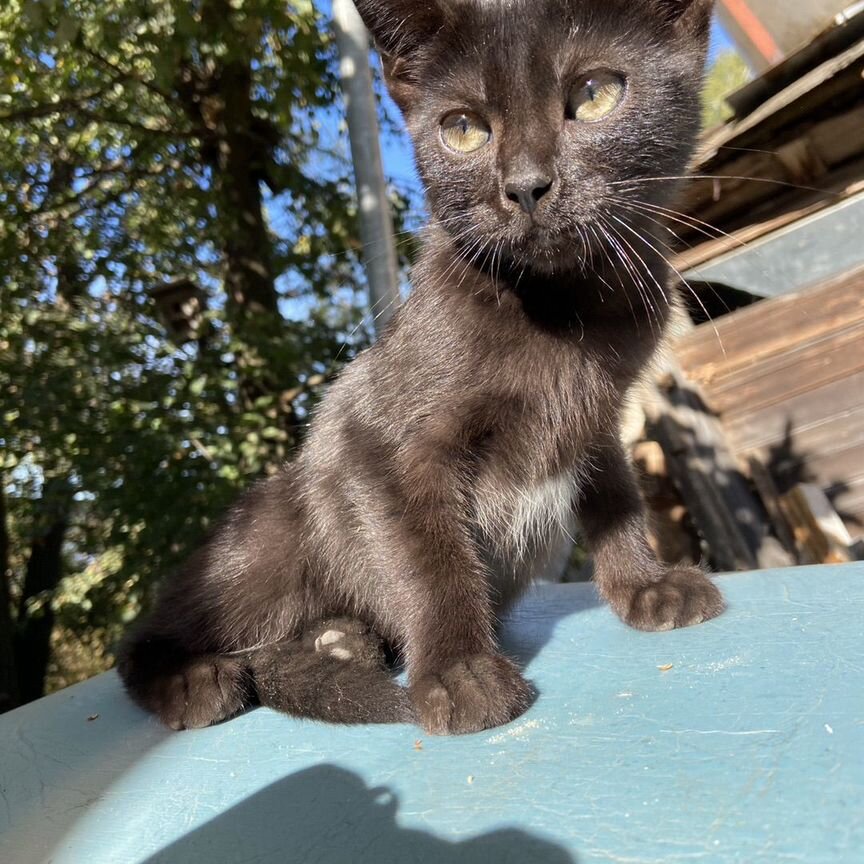 Два котенка мальчика ищут дом