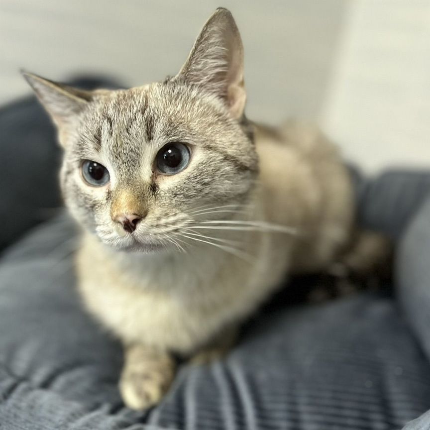 Кошечка без когтей