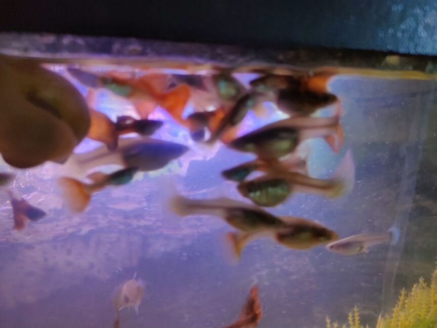 Рыбки гуппи