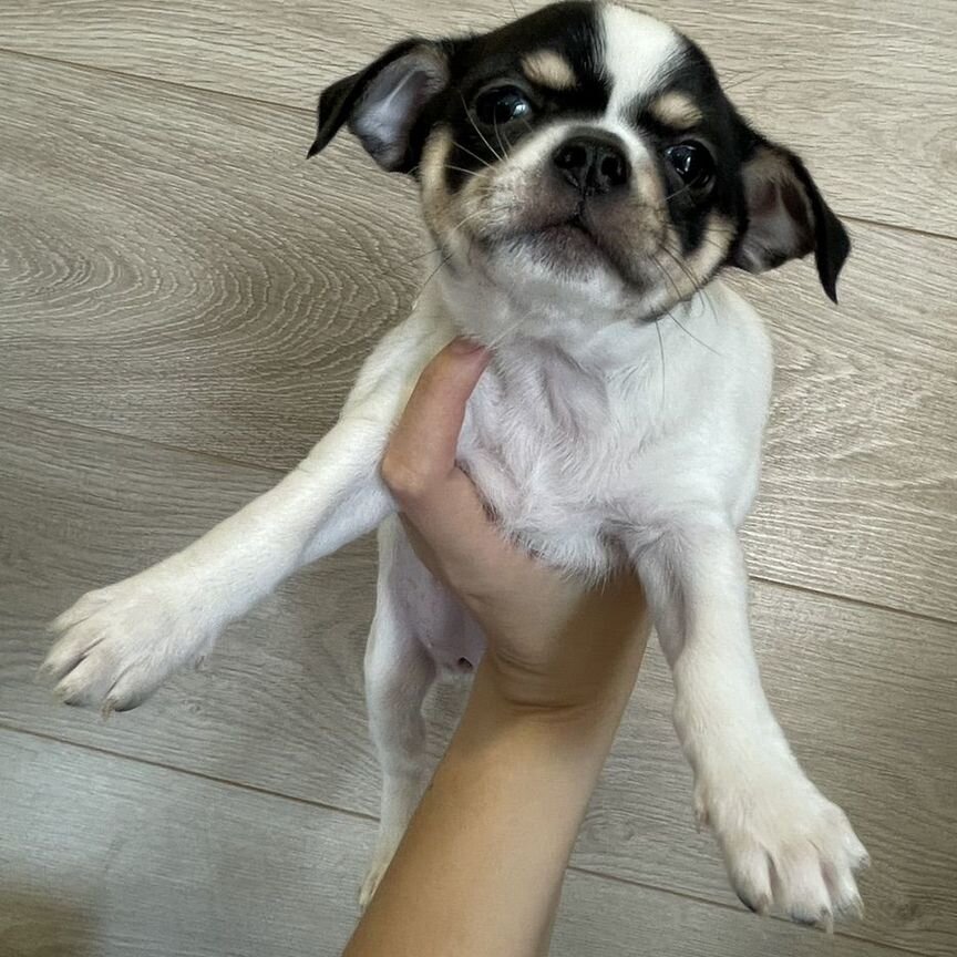 Щенок чихуахуа