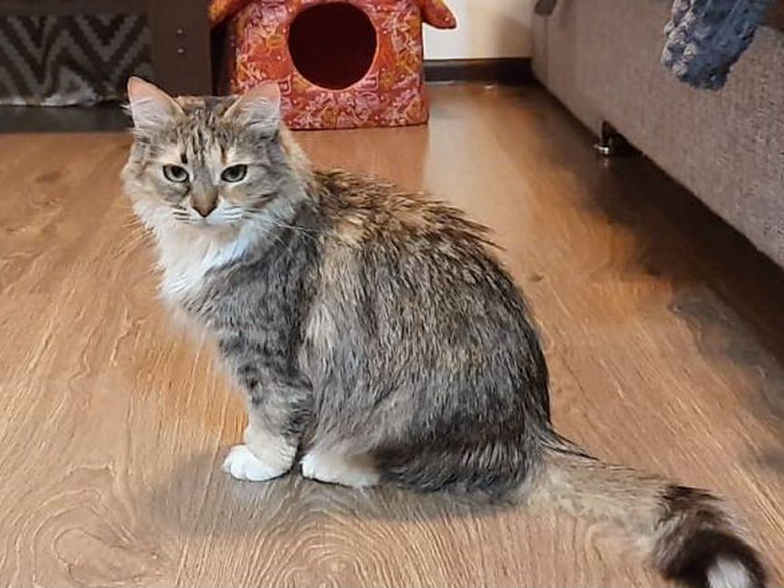 Кошечка в добрые ручки