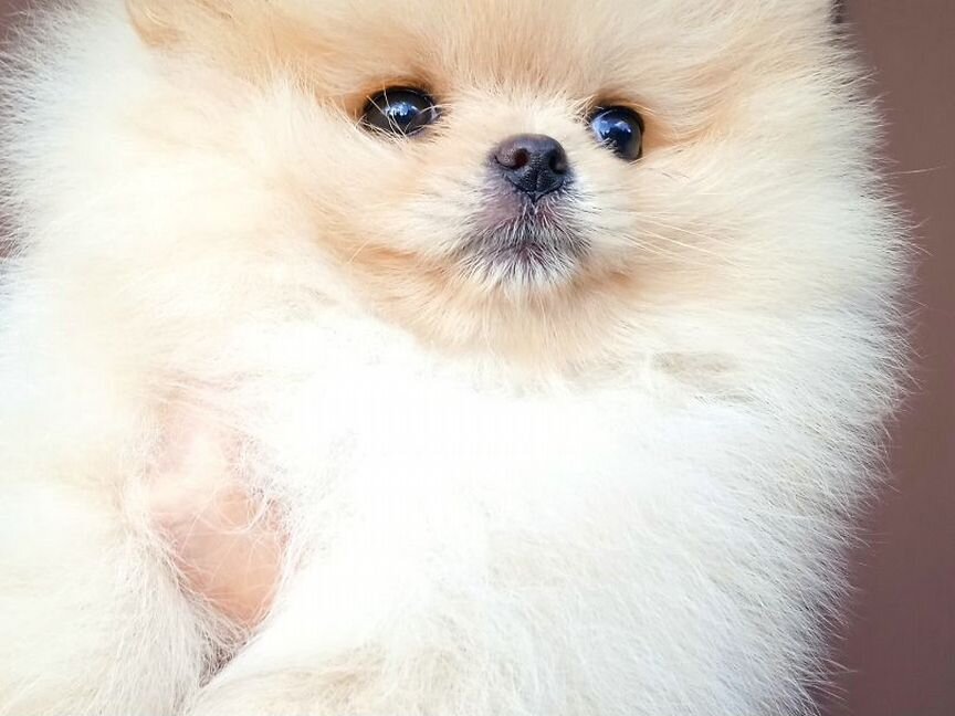 Померанский шпиц