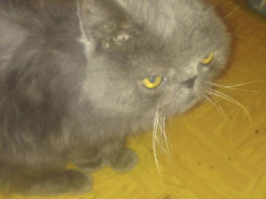 Экзотическая