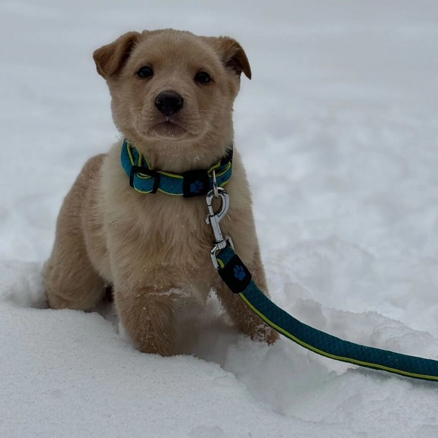 Щенок в добрые руки