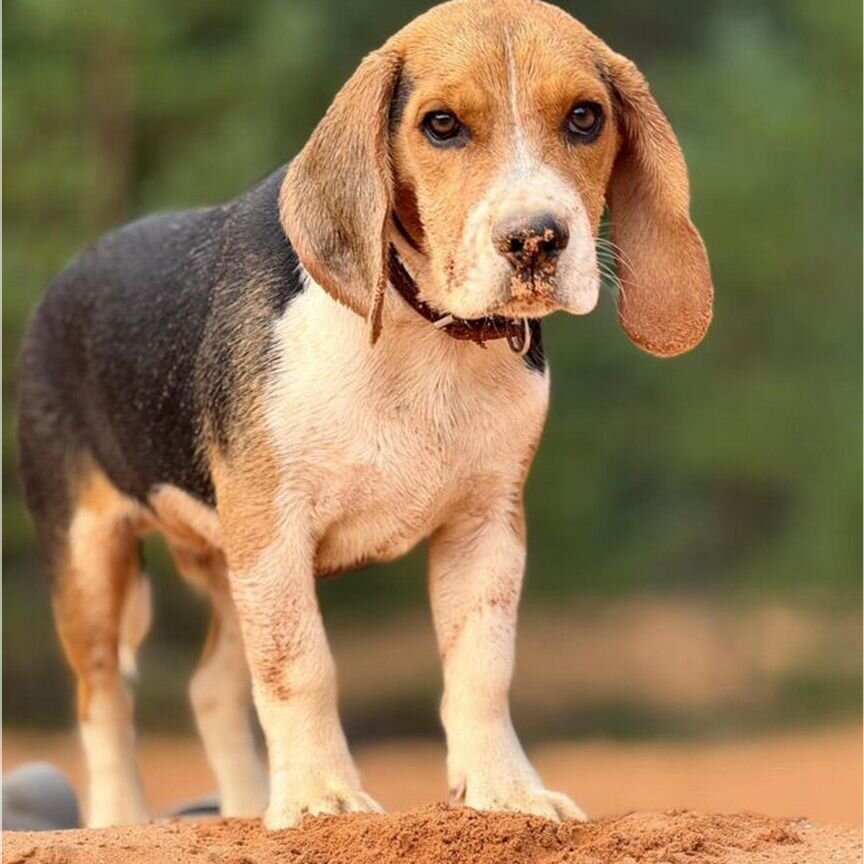 Бигль, щенок