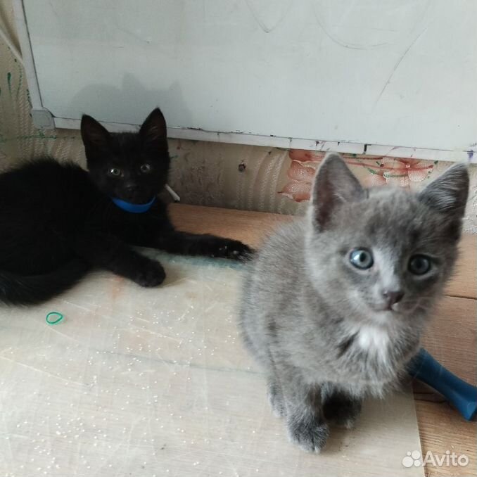 Два игривых катëнка