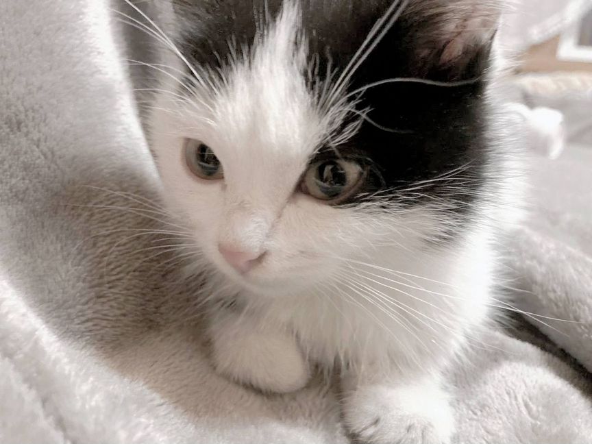 Отдается котенок, в добрые руки