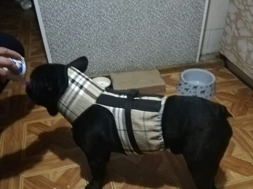 Корсеты для животных