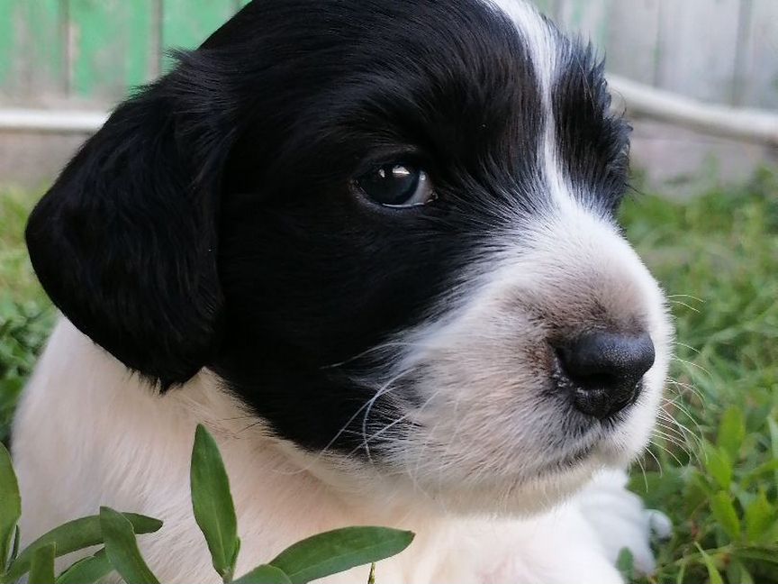 Охотничий русский спаниель