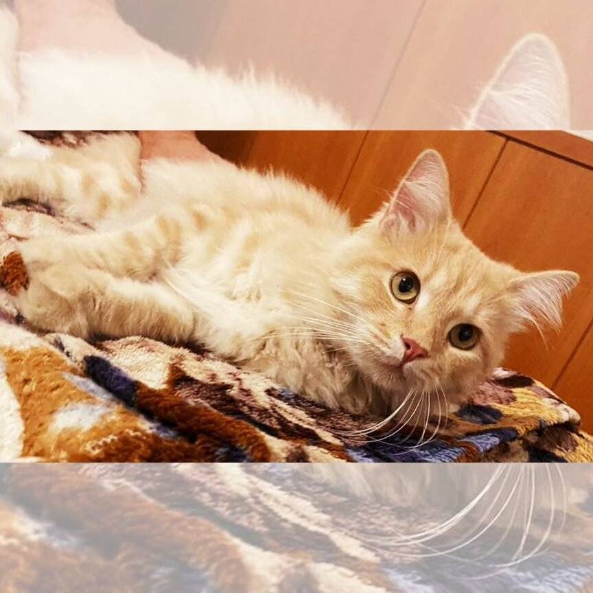 Рыжий пушистый кот