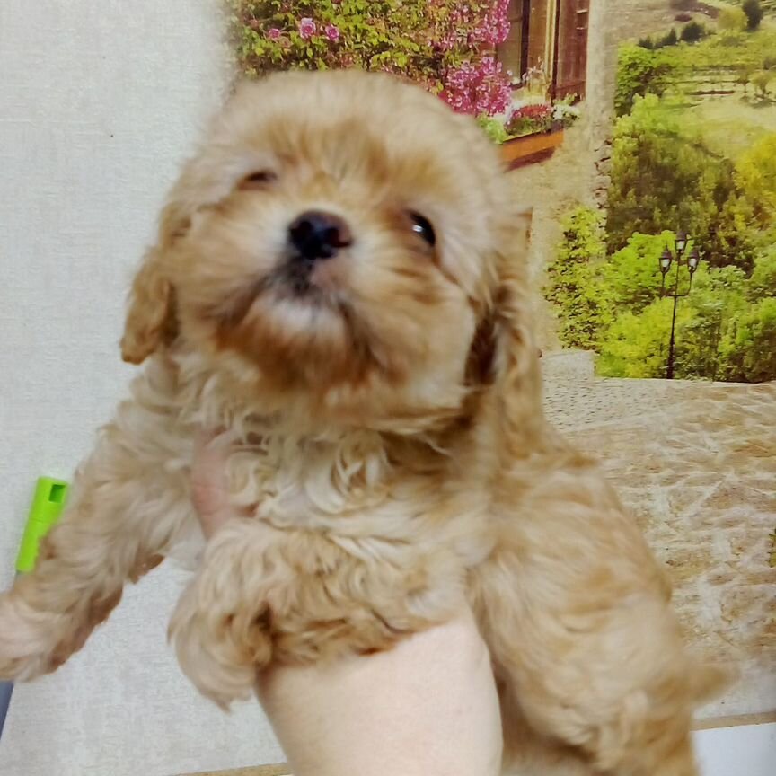 Ищем маму для Лулу