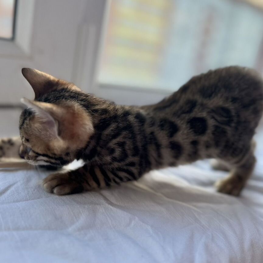 Бенгальские котята с документами