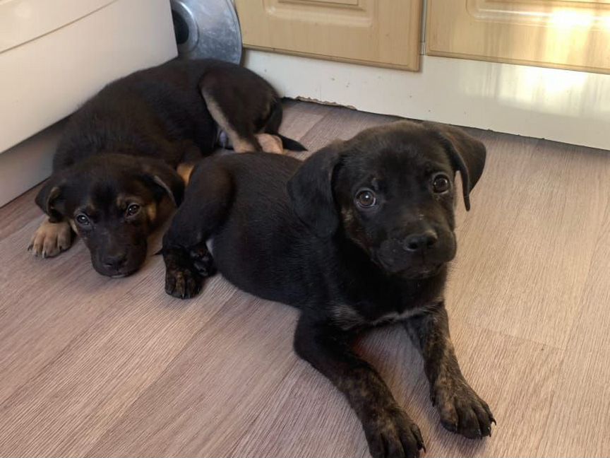 Помесь стаффорда щенки в добрые руки