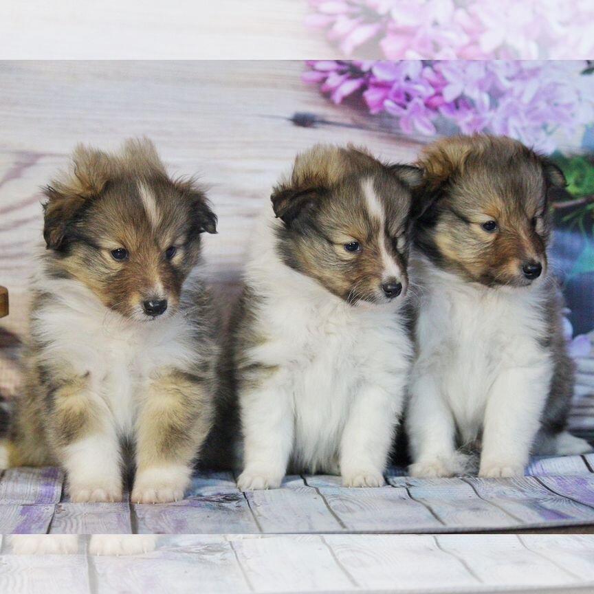 Щенки Шелти