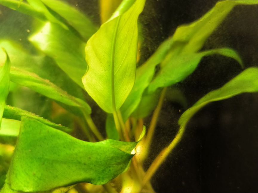 Аквариумные растения