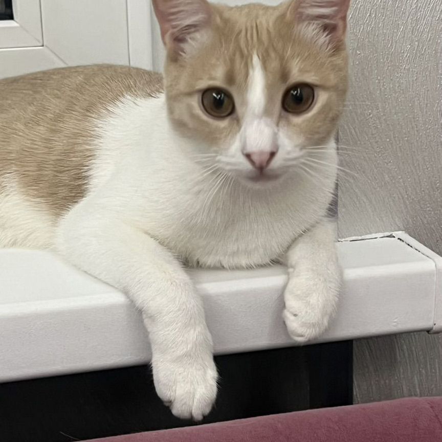 Котенок девочка бесплатно