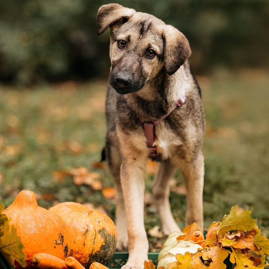 Собака в добрые руки