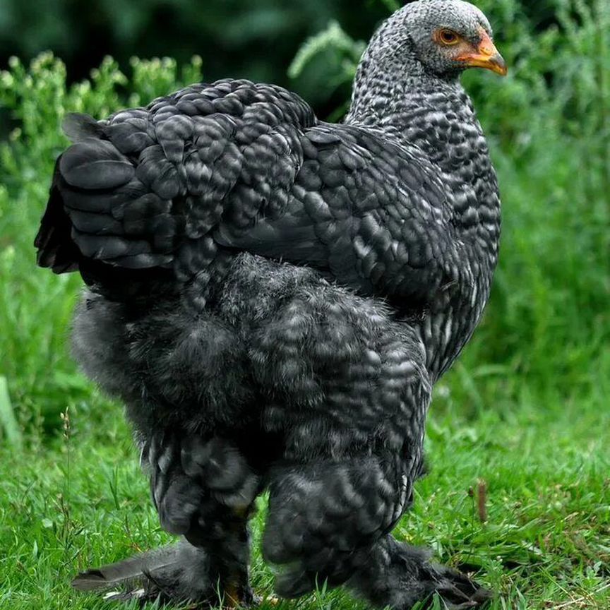 Куры молодки Брама