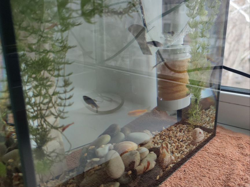 Аквариум 15 литров, gold fish