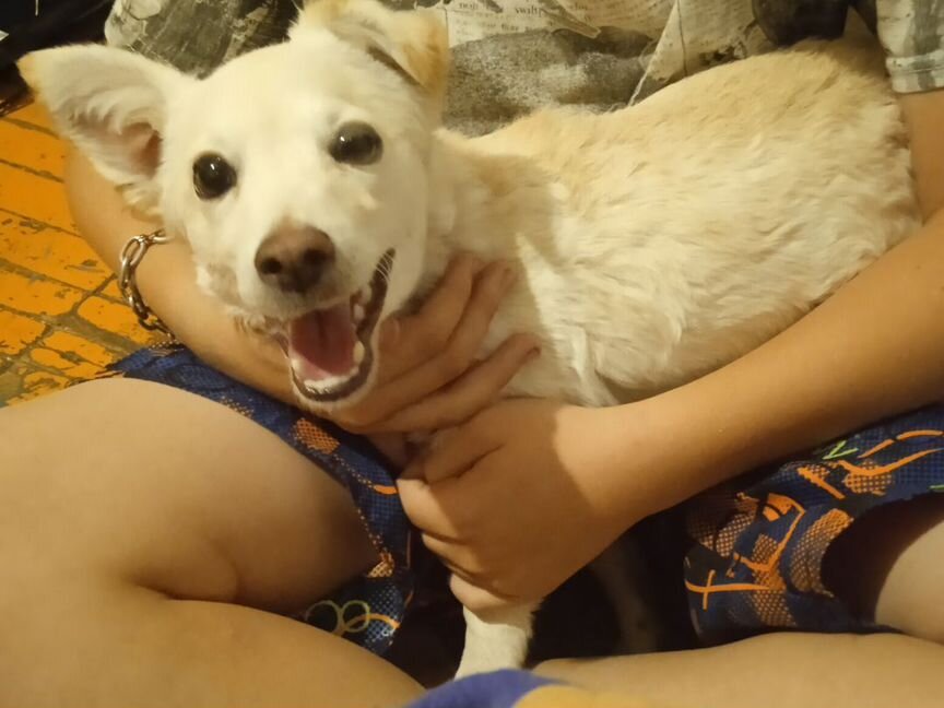 Крошик в добрые руки