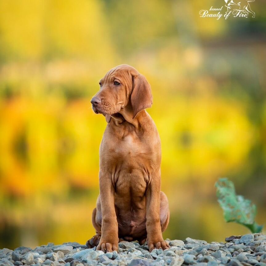 Венгерская легавая