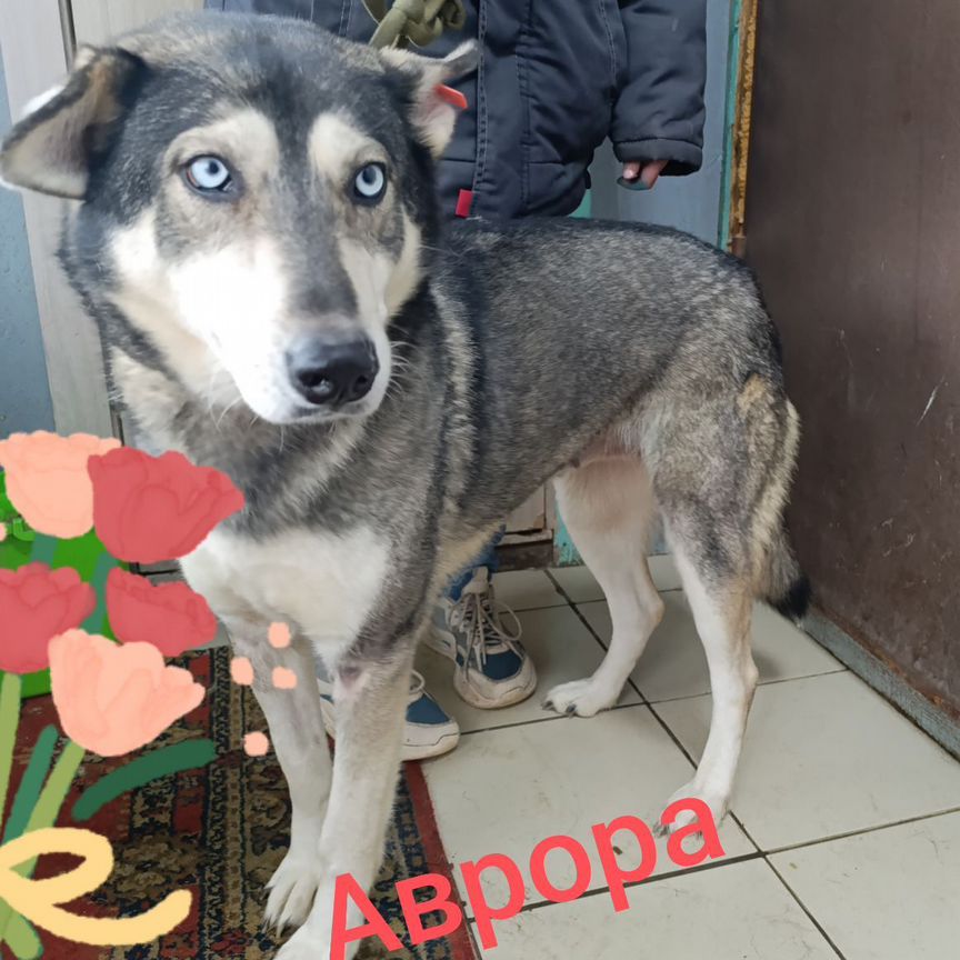 Сибирский хаски, взрослая собака