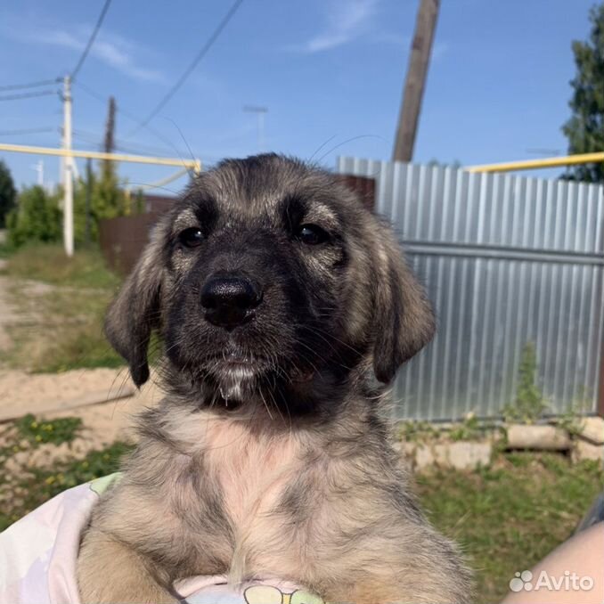 Щенок помесь лабрадора