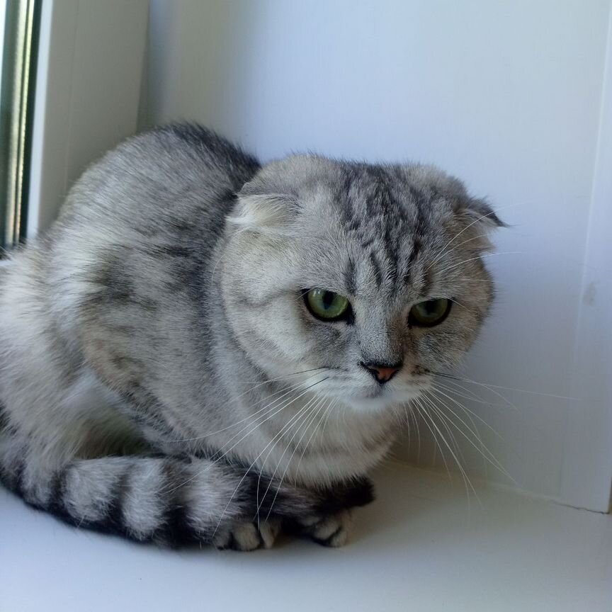 Шотландская